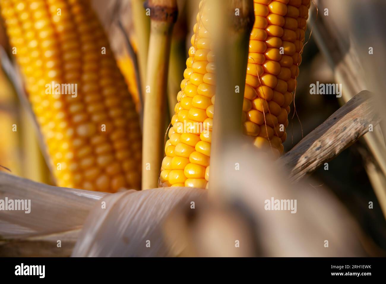 yellow ripe corn fruits in summer, corn cobs in mold and mushroom Stock ...