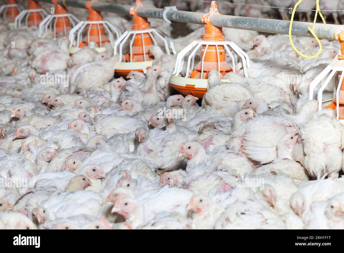 growing poultry on an industrial scale chicken to produce meat products ...