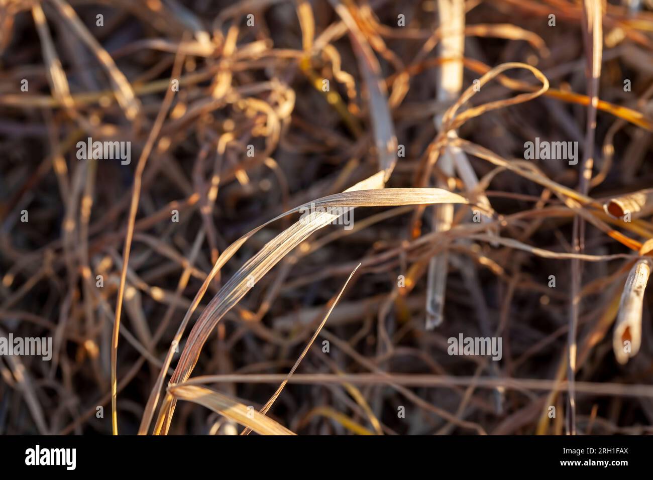 plants and grass turning yellow in the autumn season on an agricultural ...