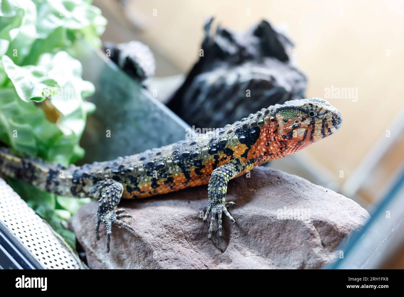 Chinese crocodile tail humpback lizard hi-res stock photography and ...
