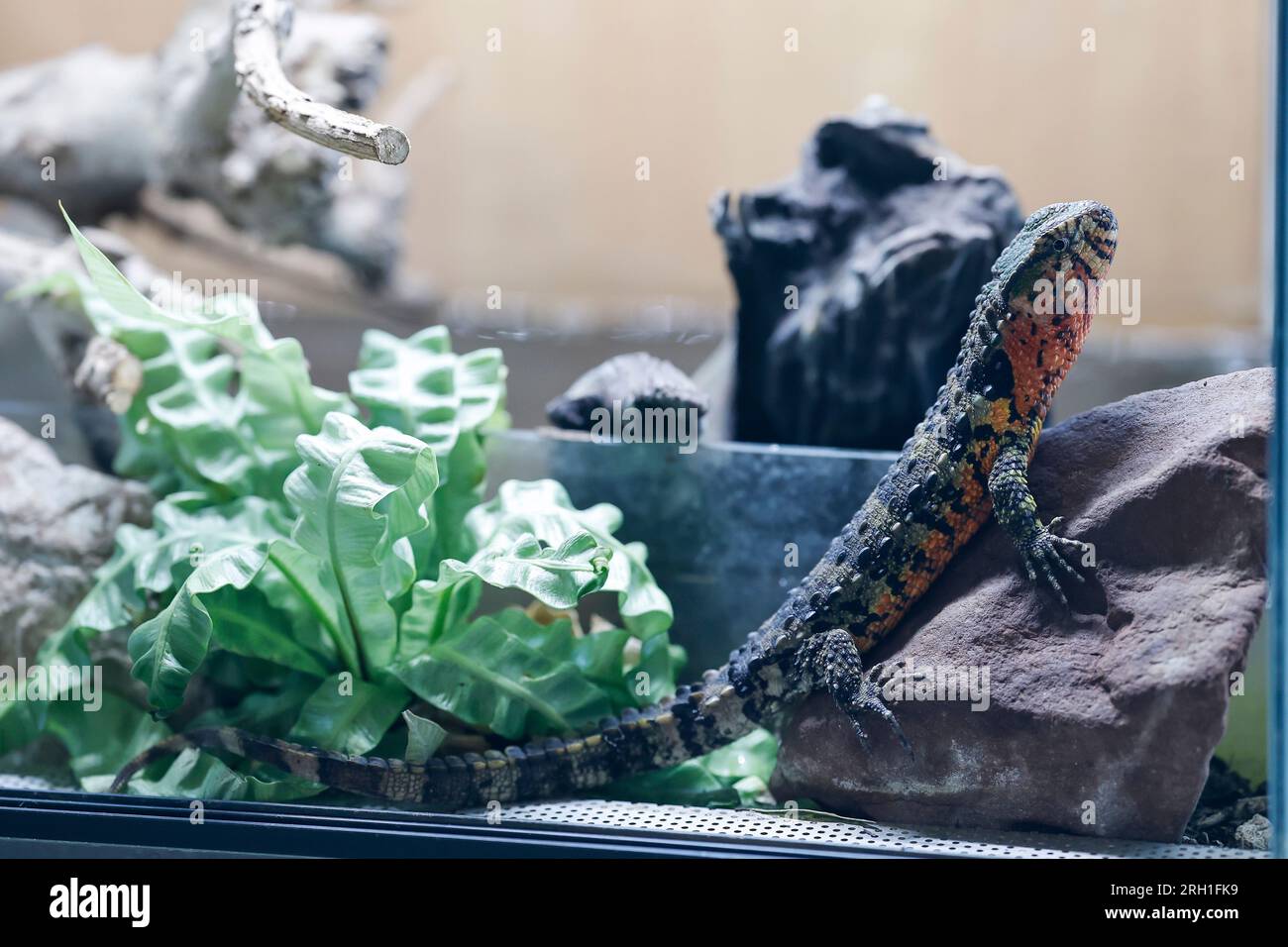 Chinese crocodile tail humpback lizard hi-res stock photography and ...