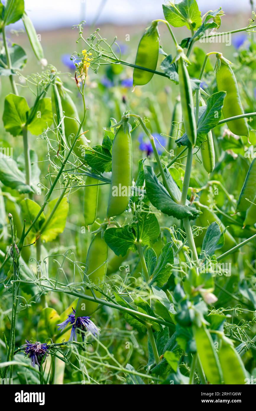 agricultural field where green peas are grown, industrial cultivation ...