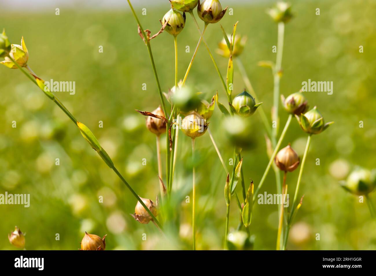 Rural fabric production hi-res stock photography and images - Alamy