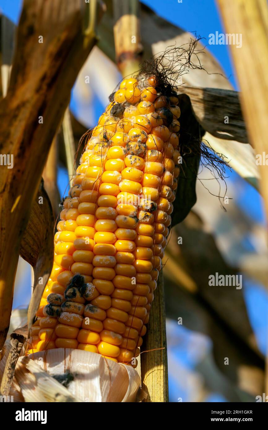 yellow ripe corn fruits in summer, corn cobs in mold and mushroom Stock ...
