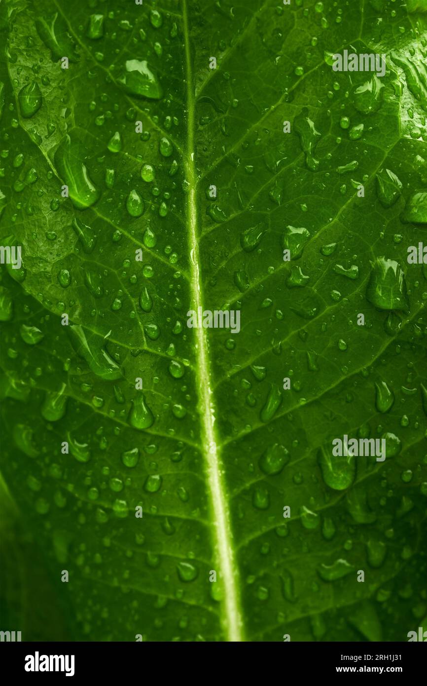 Green Leaf with many Droplet. Natural Green Surface Texture Background ...