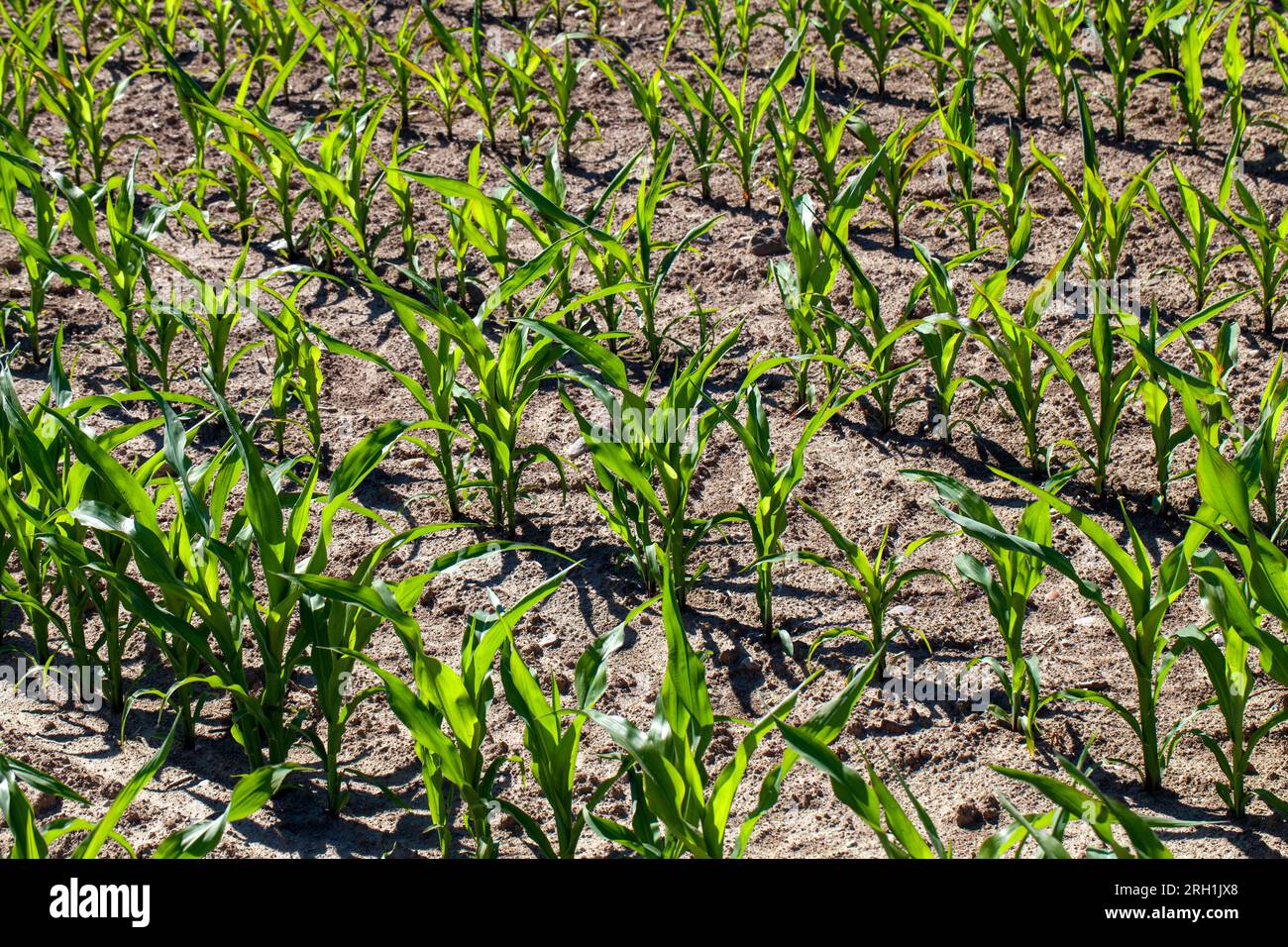 young green corn in mud and soil after rains, agricultural field with ...