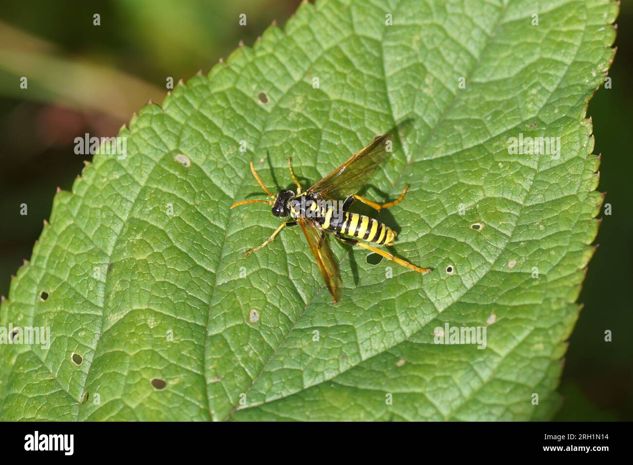 Figwort Sawfly (Tenthredo scrophulariae), family Common sawflies ...
