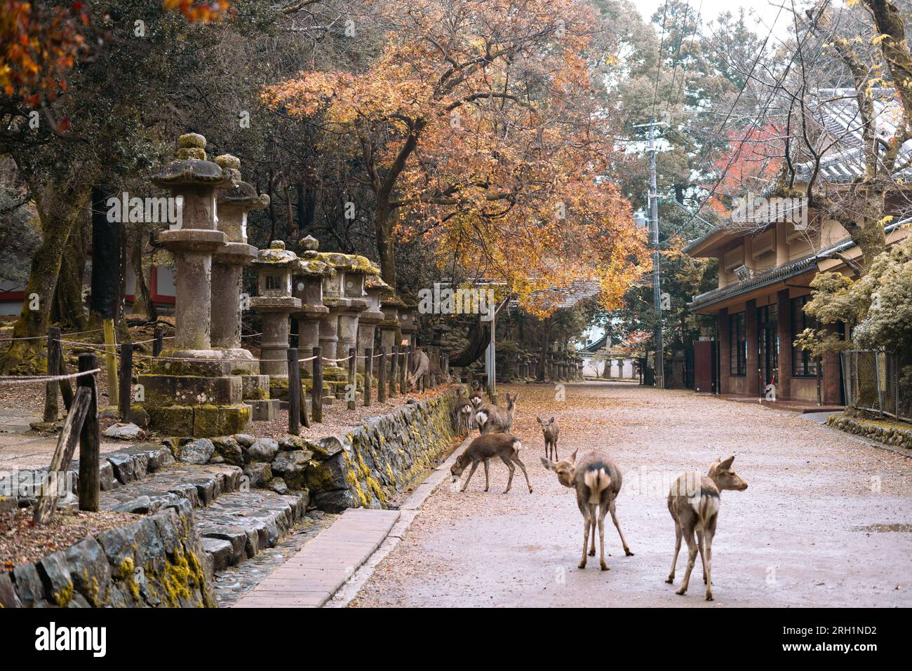 Nara Deer Park and autumn temple street in Japan Stock Photo - Alamy