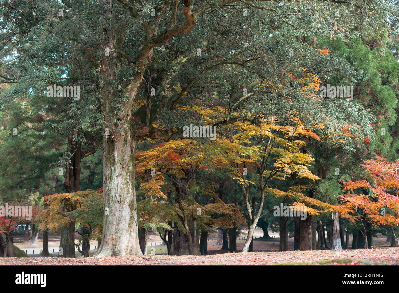 Nara rural hi-res stock photography and images - Alamy