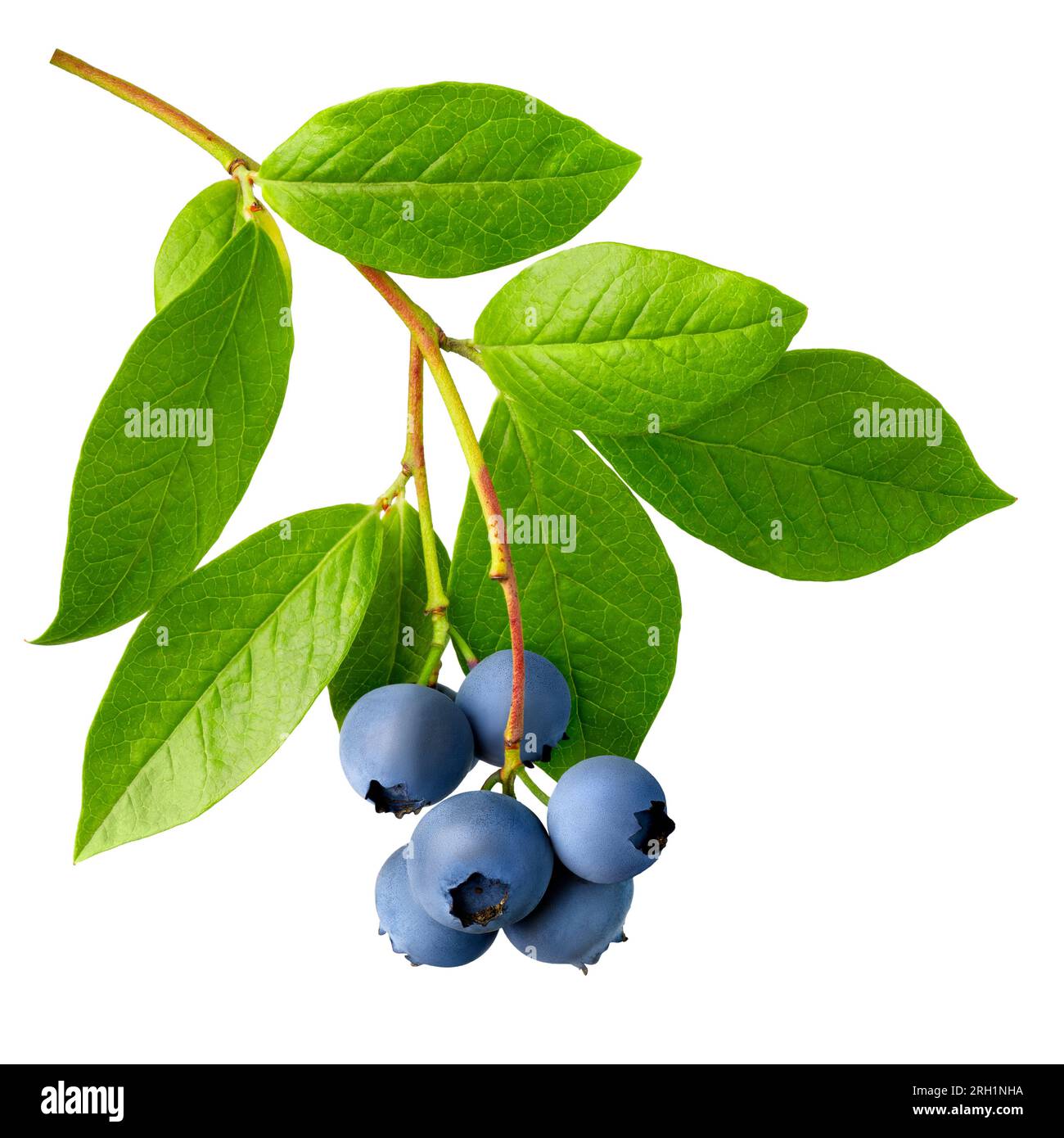 Hanging by a branch Cut Out Stock Images & Pictures - Alamy