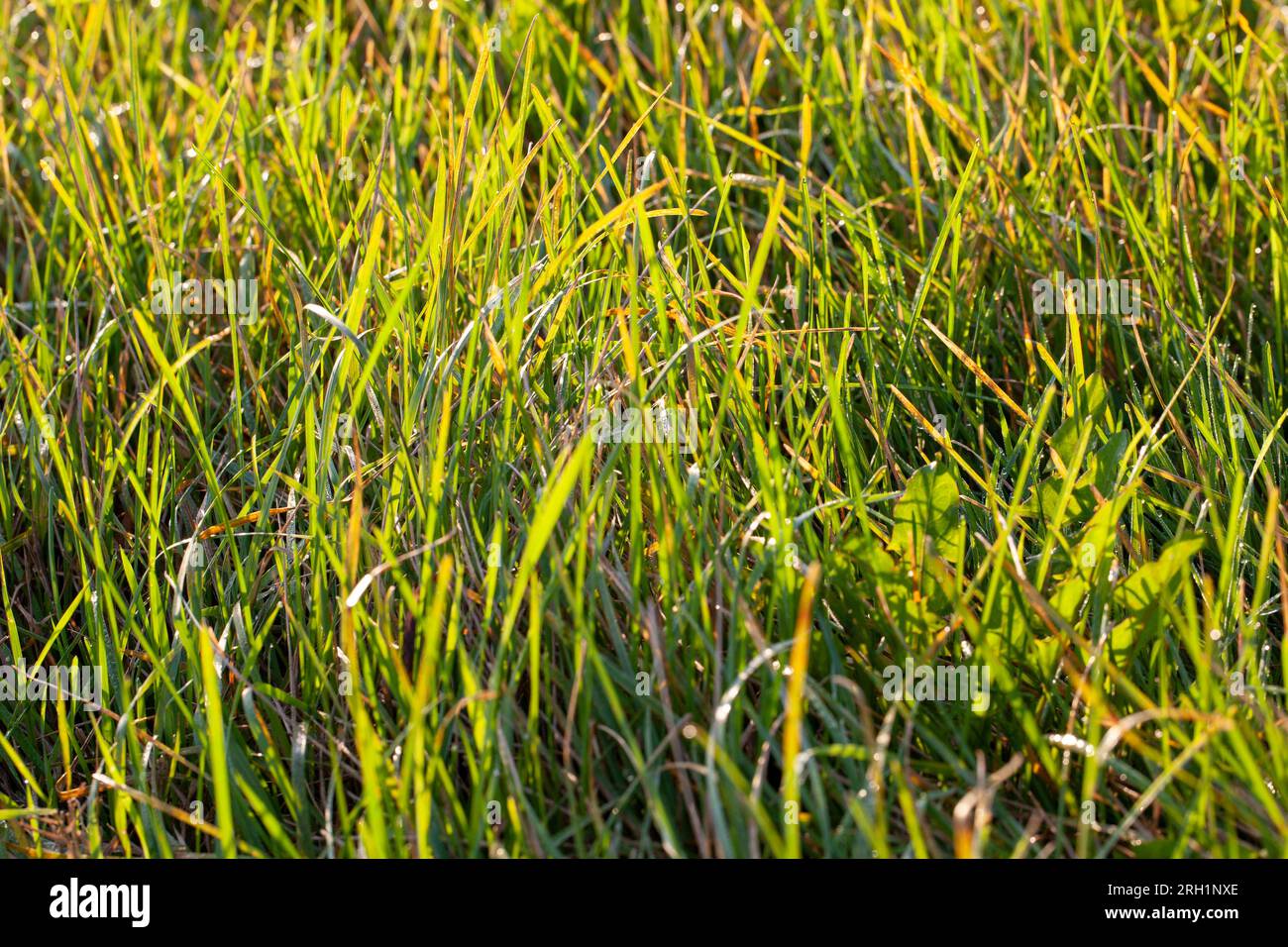 different green grass in the field in the spring season, sunny weather ...