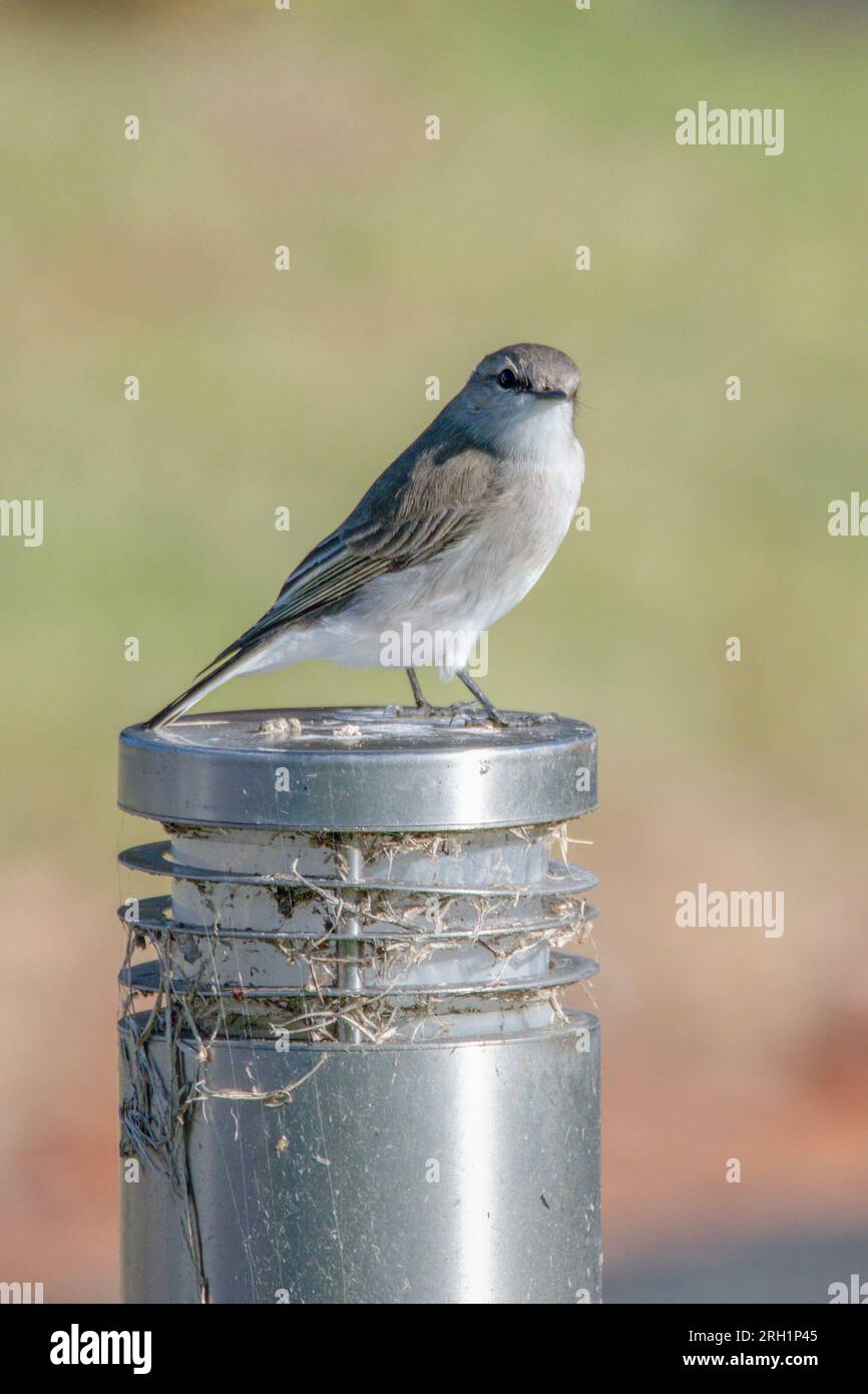 Jacky winter hi-res stock photography and images - Alamy
