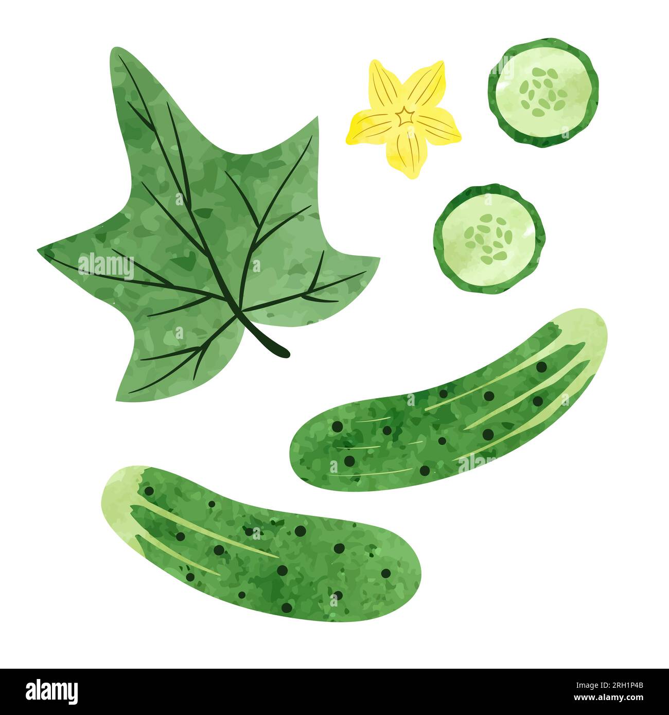 Set of watercolor cucumbers isolated on white background. Vector ...