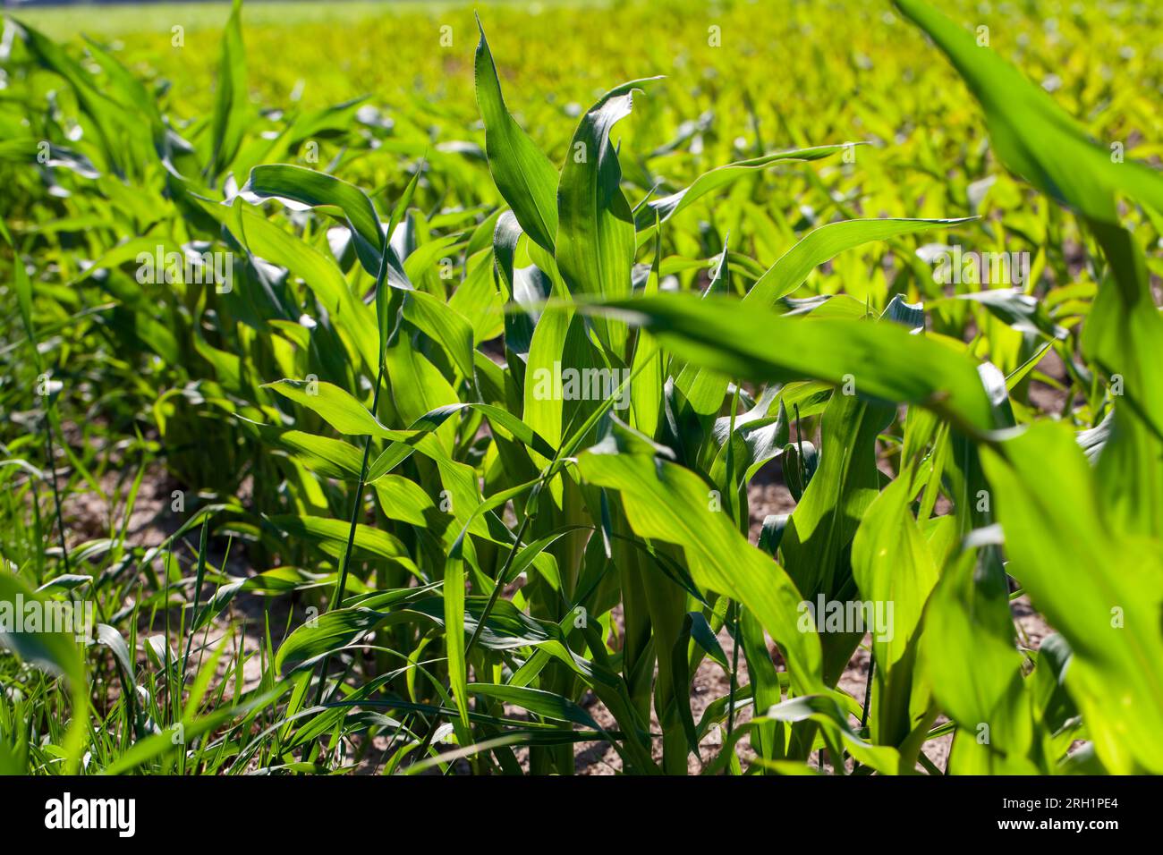 young green corn in mud and soil after rains, agricultural field with ...
