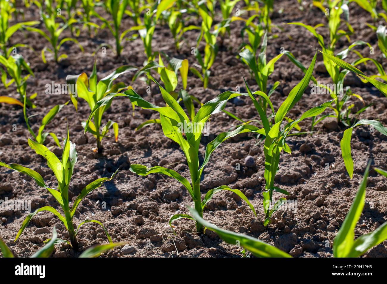 young green corn in mud and soil after rains, agricultural field with ...