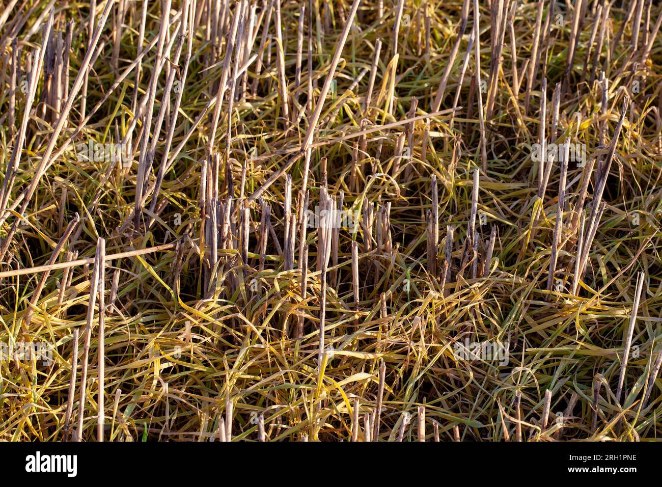 plants and grass turning yellow in the autumn season on an agricultural ...