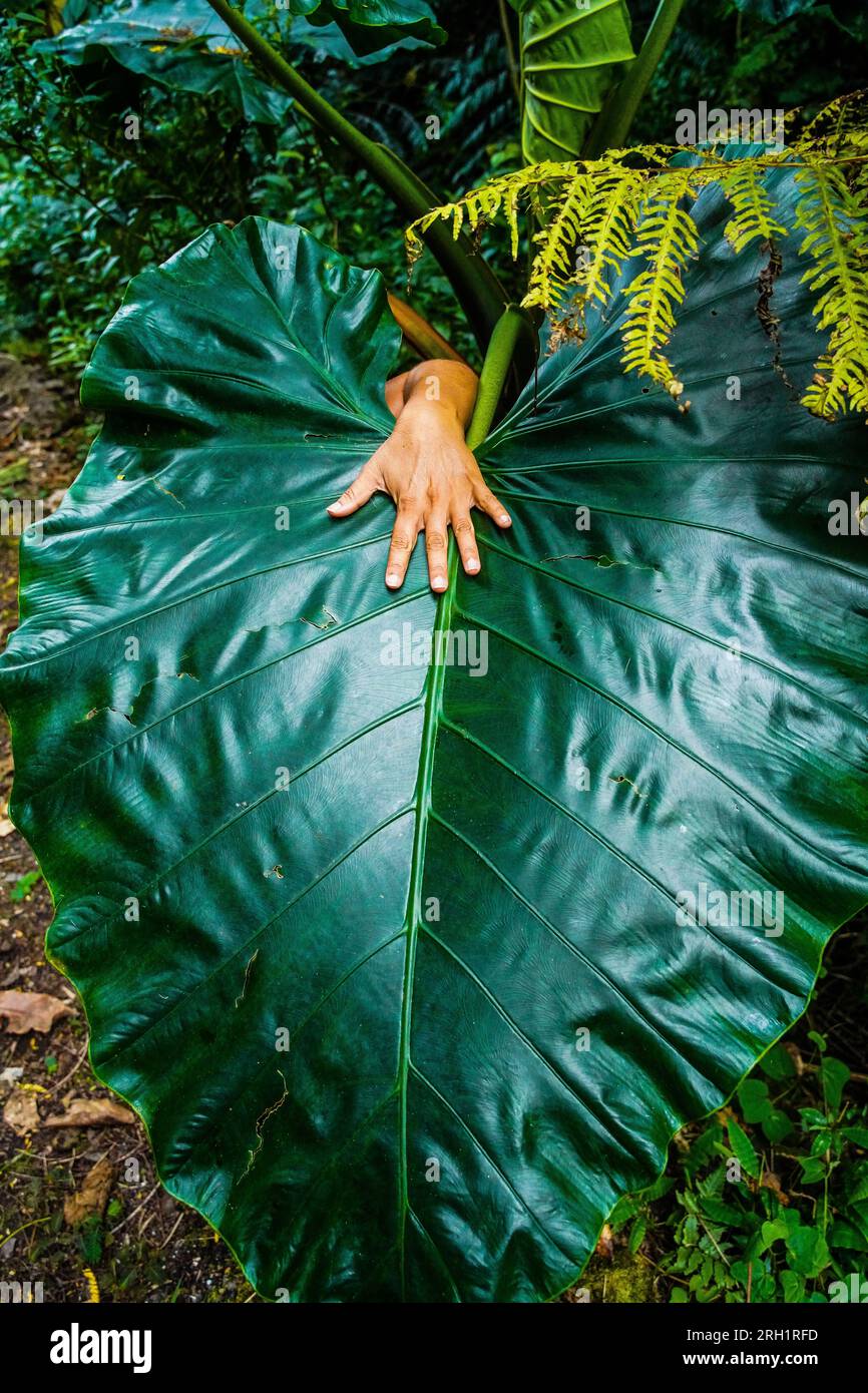 Giant taro hi-res stock photography and images - Alamy