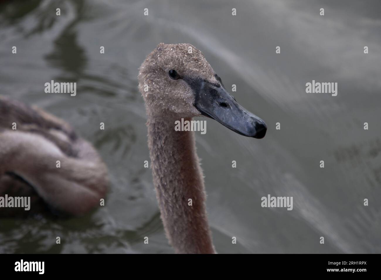 Cygnet profile hi-res stock photography and images - Alamy