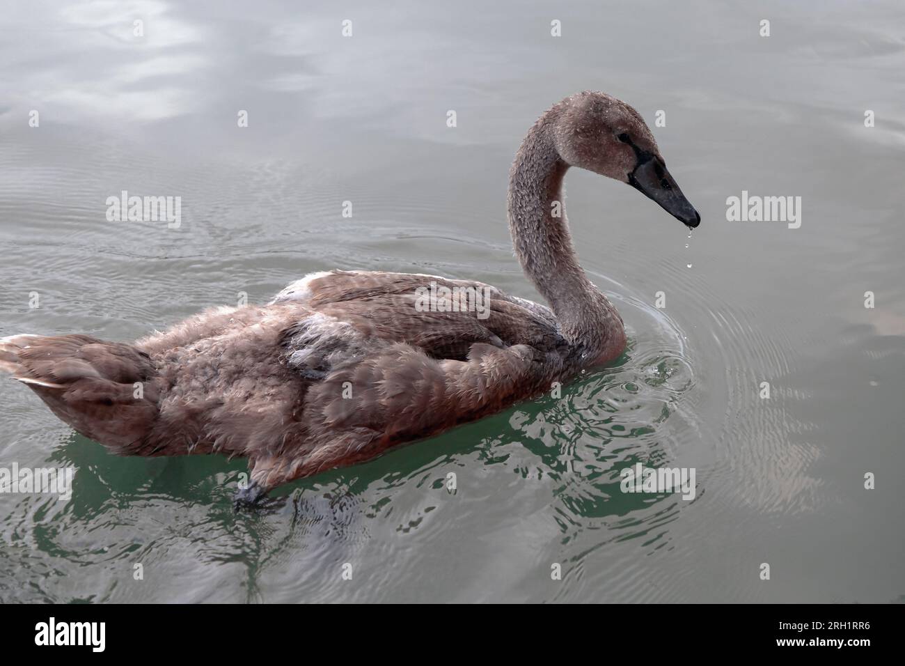 Cygnet profile hi-res stock photography and images - Alamy