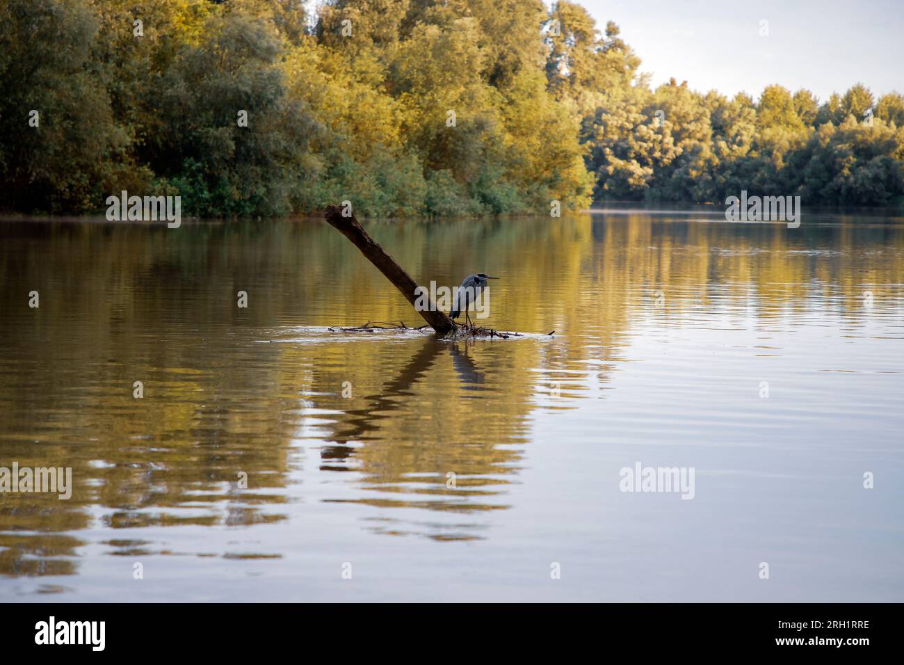 Gray Heron (Ardea cinerea) perched on a submerged tree at the Danube ...