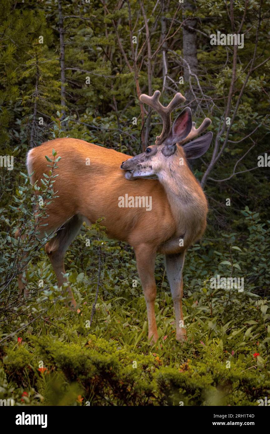White Tailed Deer grazing along the highway at Banff National Park ...