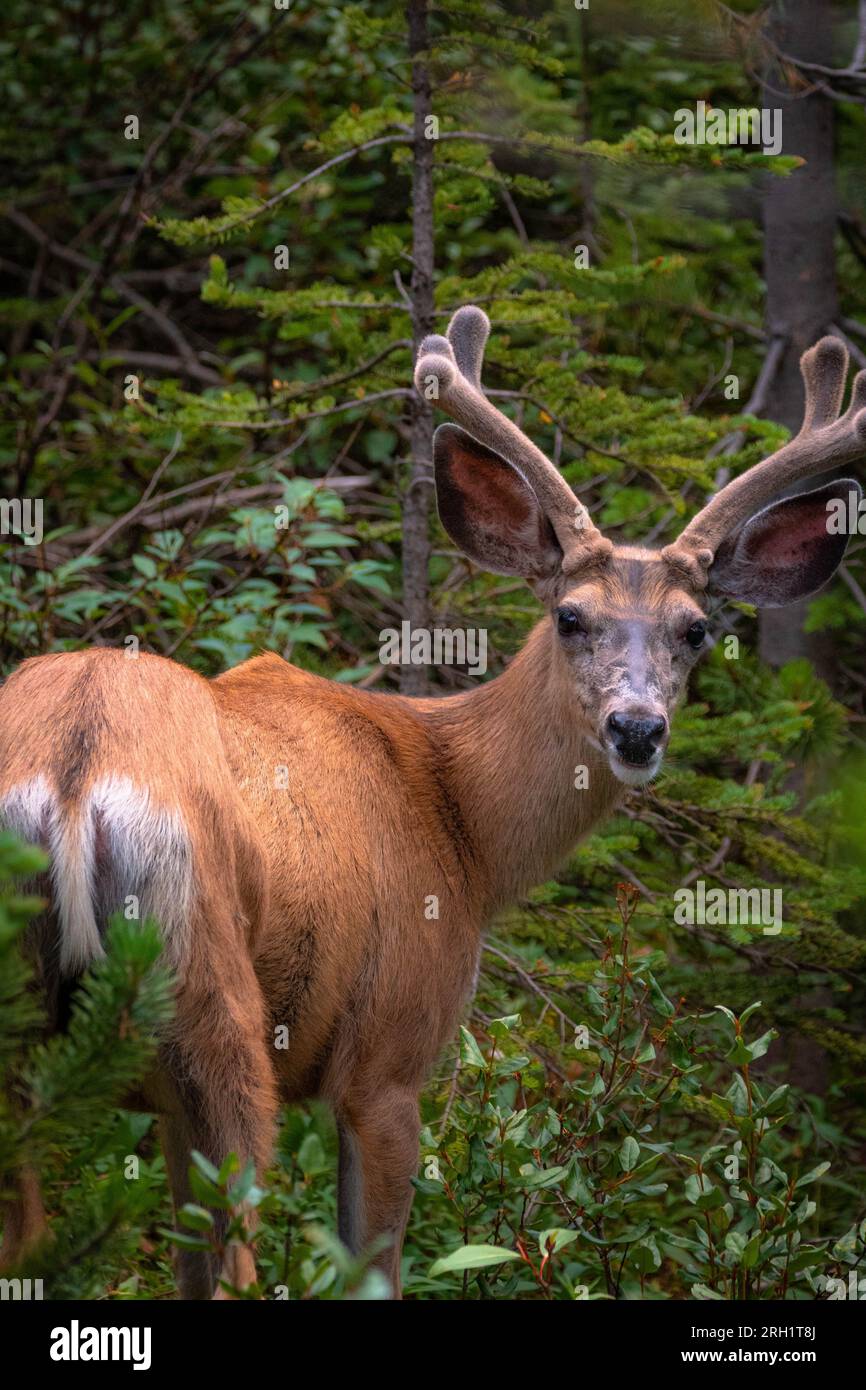 White Tailed Deer grazing along the highway at Banff National Park ...