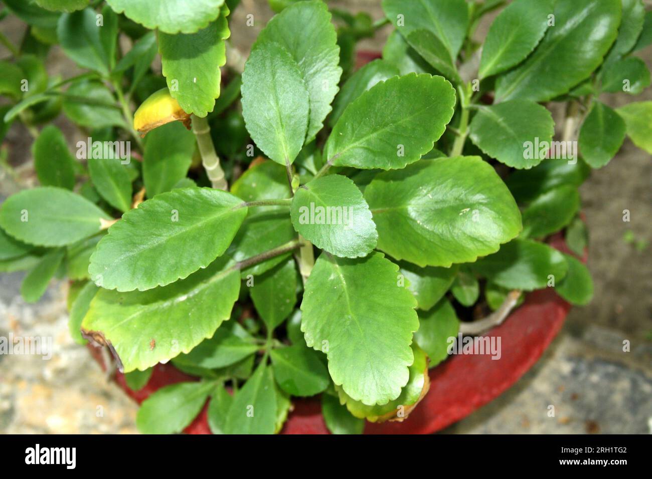 Air plant (Kalanchoe pinnata) with details of leaves : (pix Sanjiv ...