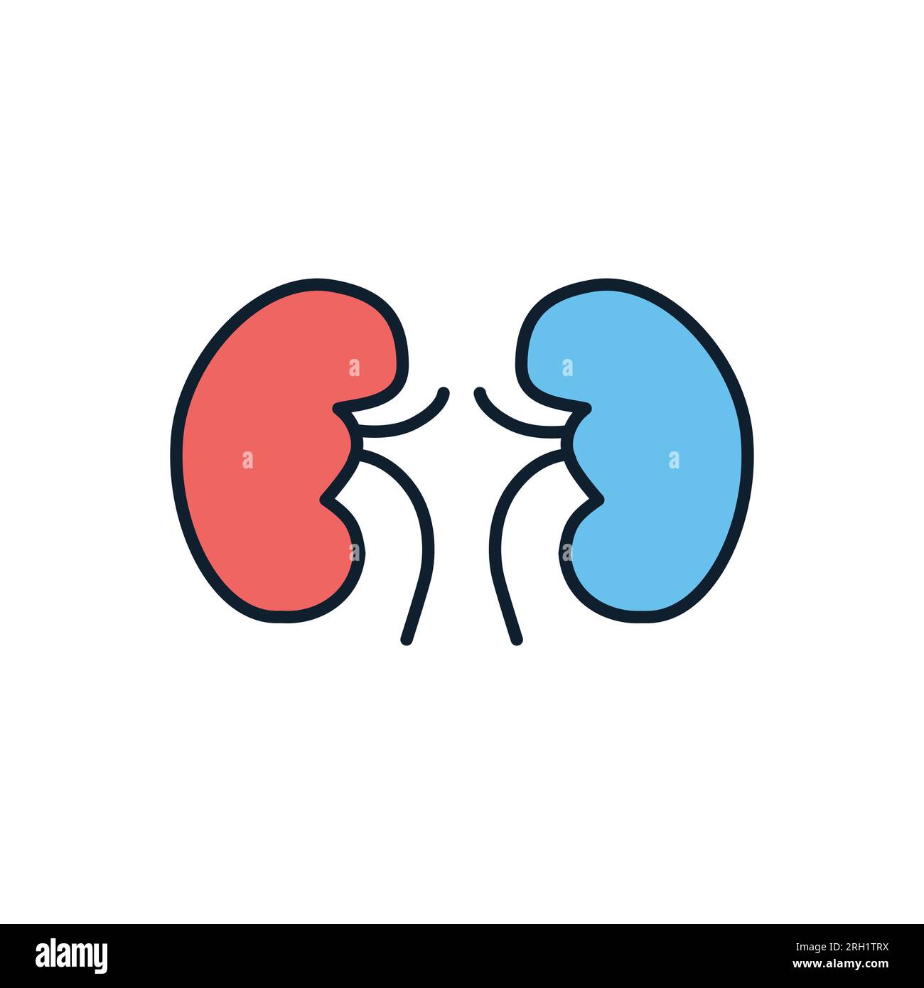 Kidney Vector Icon. Isolated on the White Background. Editable EPS file ...