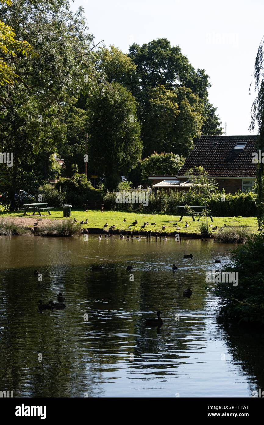 The village pond, Meriden, West Midlands, England, UK Stock Photo - Alamy