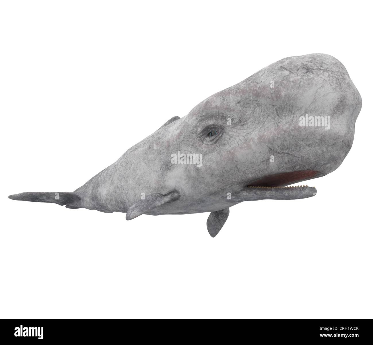 White Sperm Whale Isolated Stock Photo - Alamy