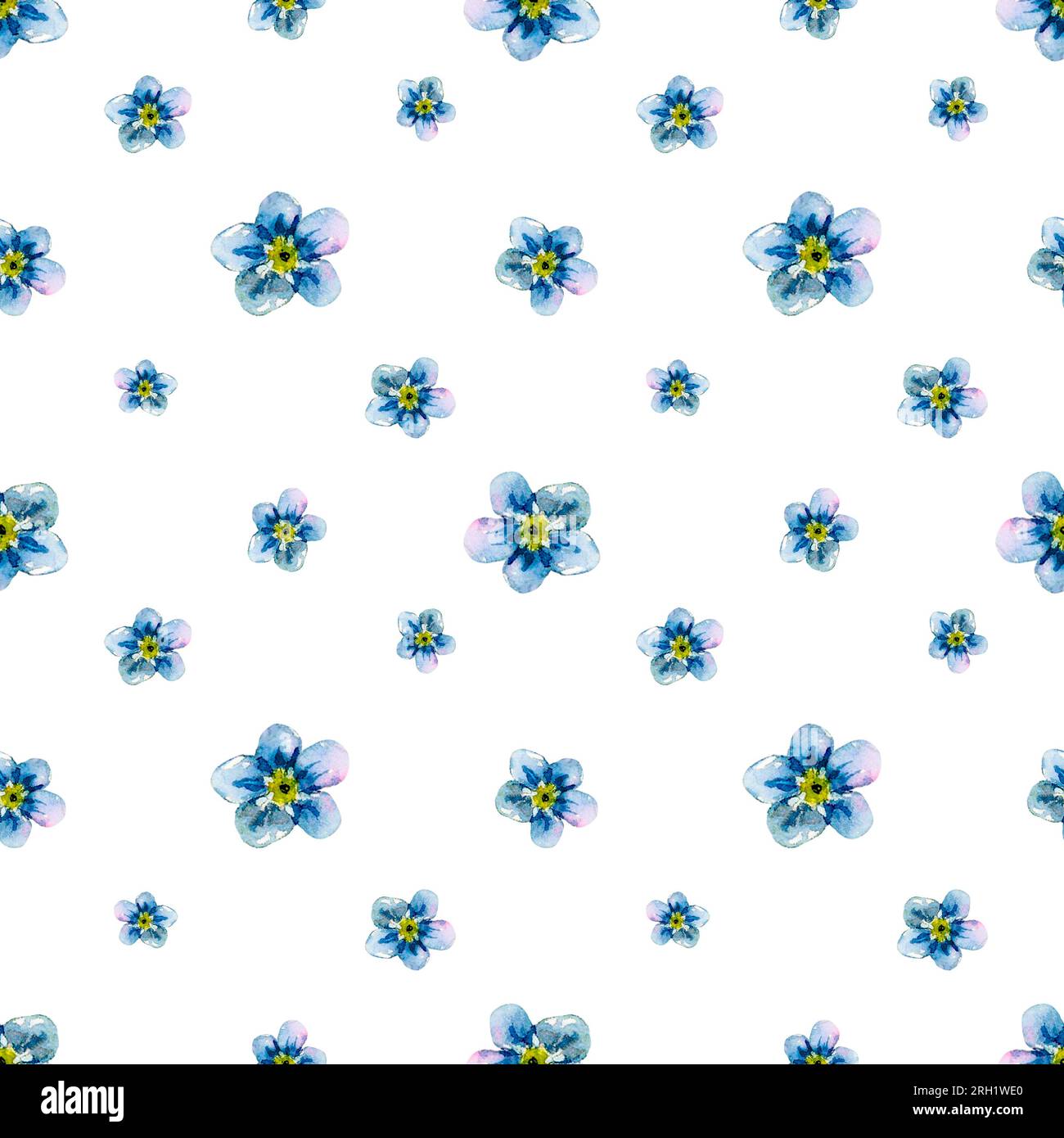 Field forget-me-not buds hand-drawn seamless rapport. Watercolor floral ...