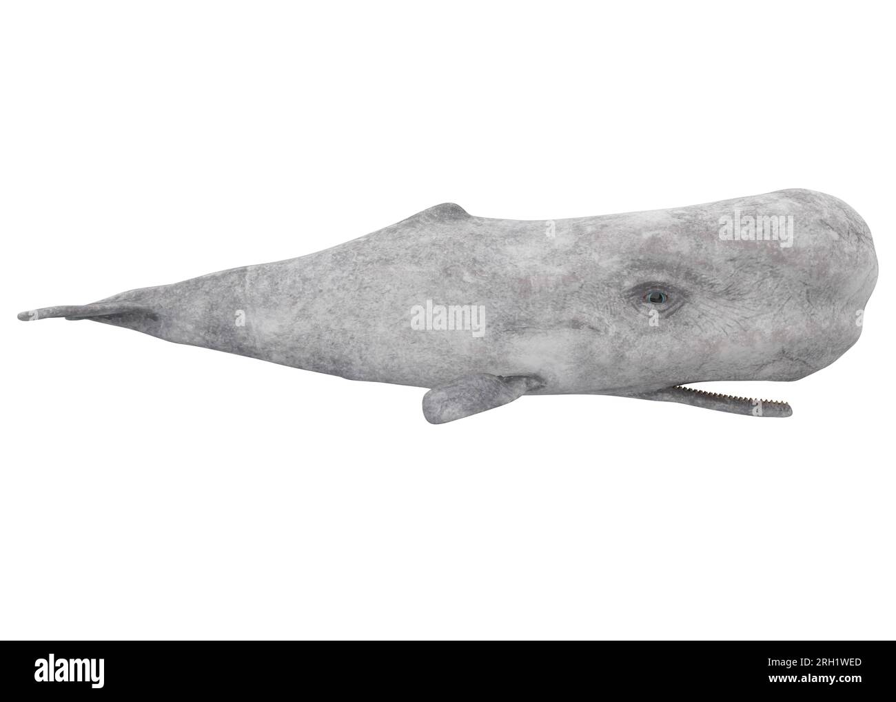 White Sperm Whale Isolated Stock Photo - Alamy