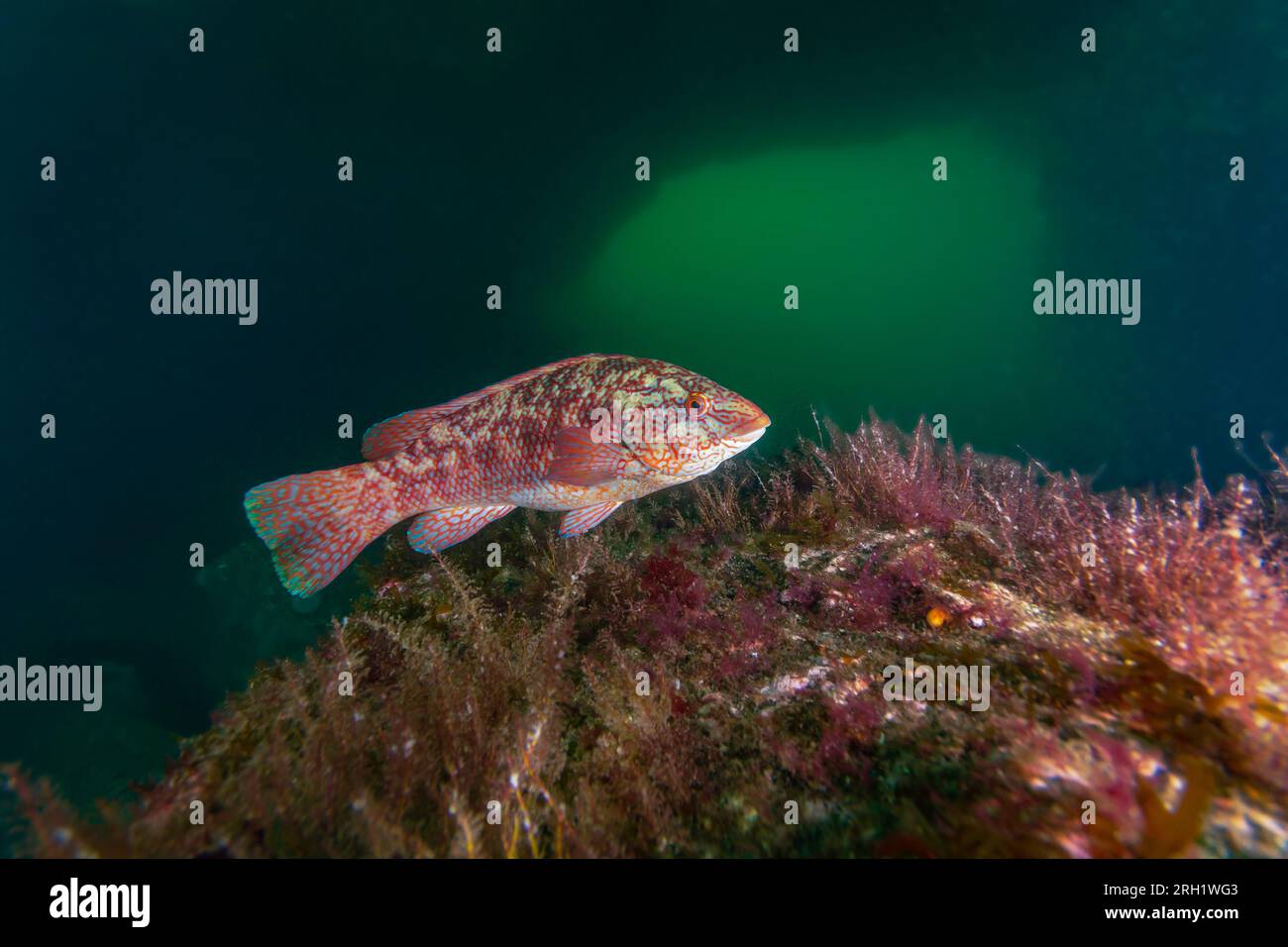 Ballan Wrasse swims around cathedral Rock, St. Abbs, Scotland. UK Stock ...