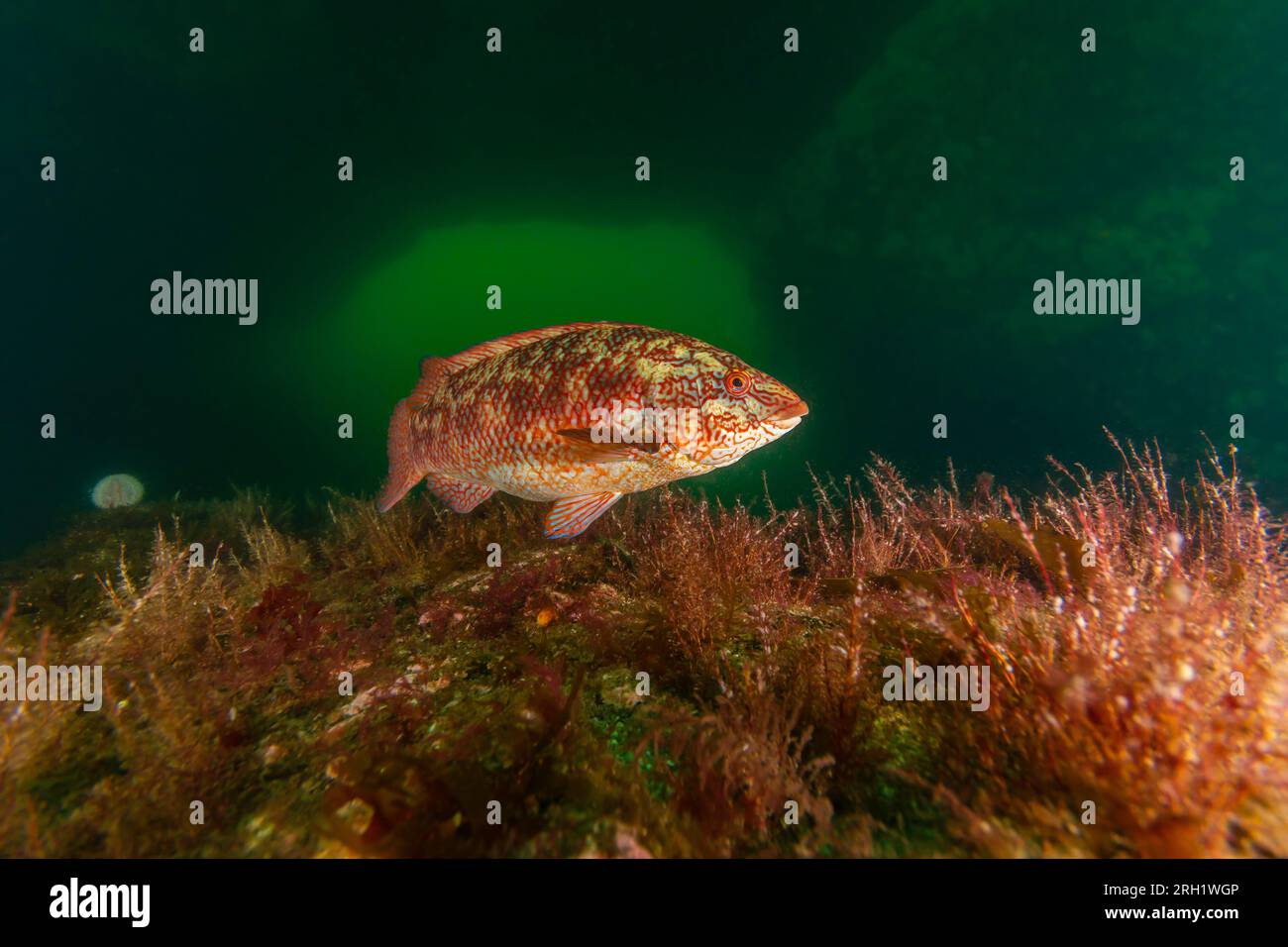 Ballan Wrasse swims around cathedral Rock, St. Abbs, Scotland. UK Stock ...