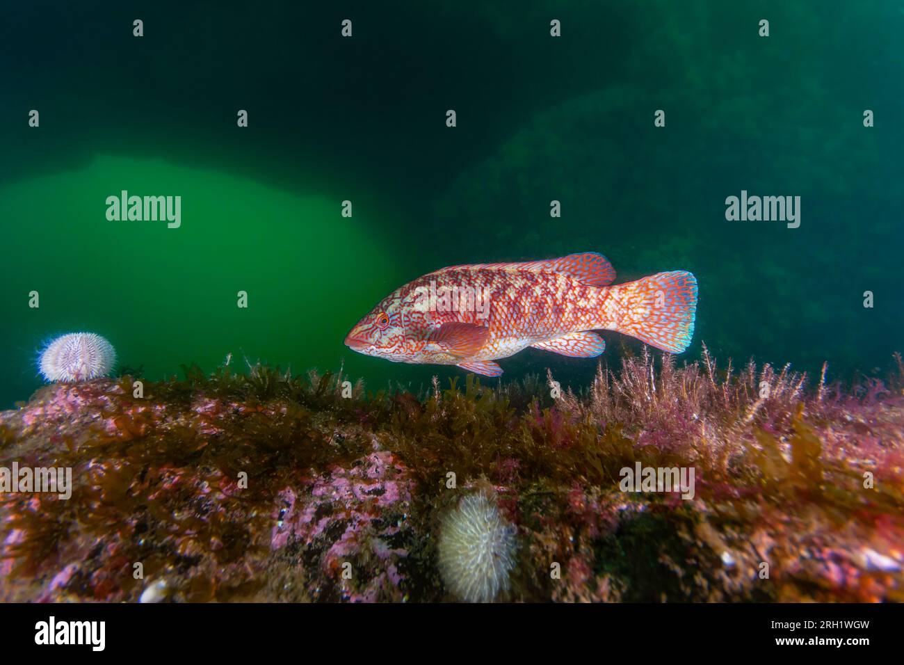 Ballan Wrasse swims around cathedral Rock, St. Abbs, Scotland. UK Stock ...