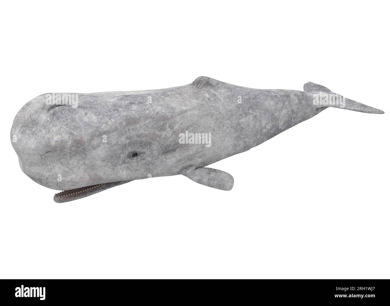 White Sperm Whale Isolated Stock Photo - Alamy