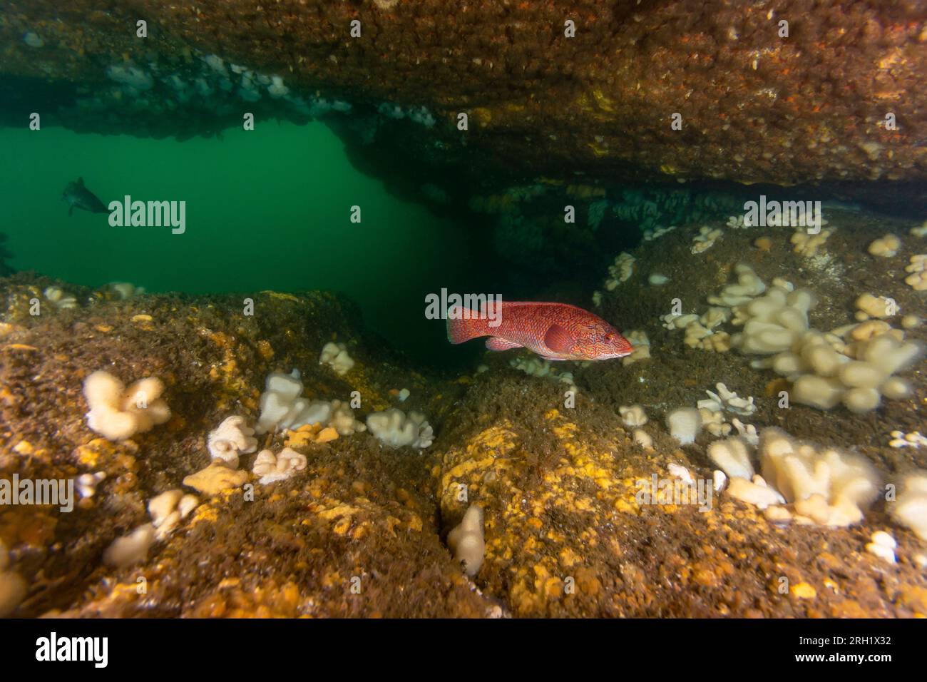 Ballan Wrasse swims around cathedral Rock, St. Abbs, Scotland. UK Stock ...