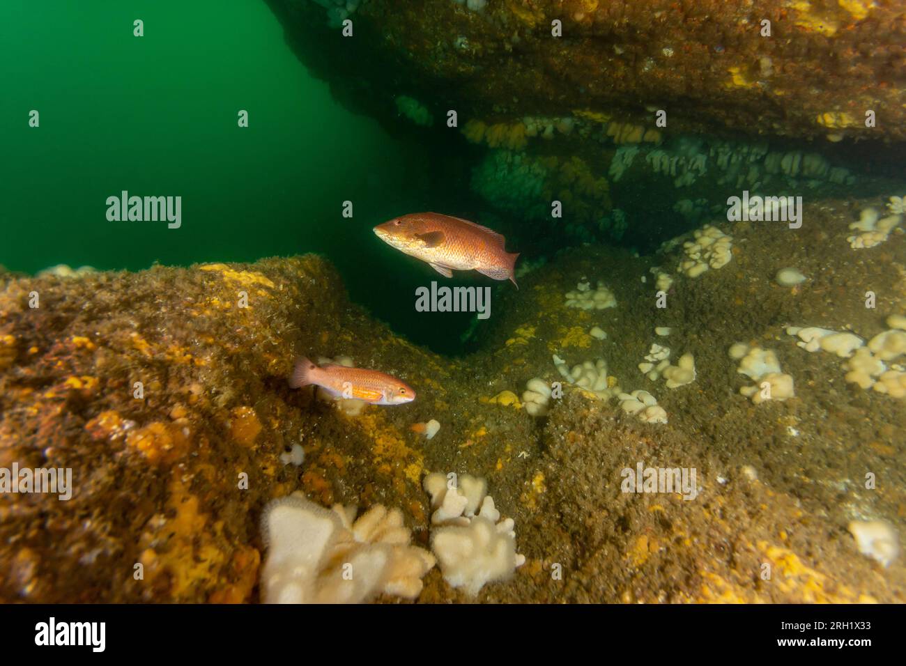 Ballan Wrasse swims around cathedral Rock, St. Abbs, Scotland. UK Stock ...