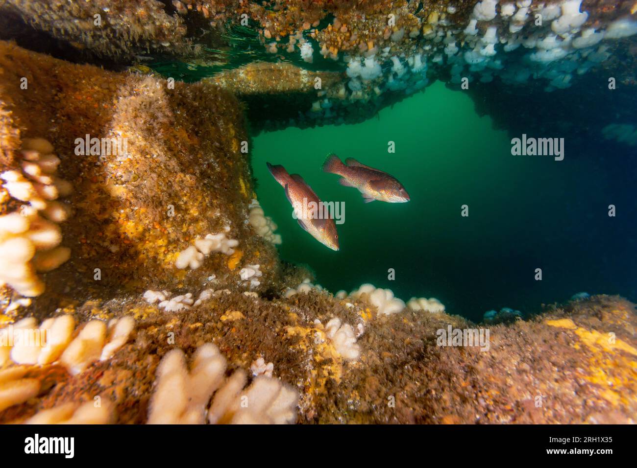 Ballan Wrasse swims around cathedral Rock, St. Abbs, Scotland. UK Stock ...