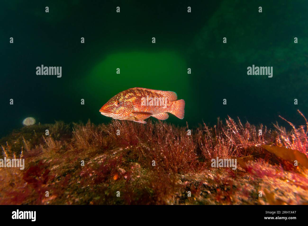 Ballan Wrasse swims around cathedral Rock, St. Abbs, Scotland. UK Stock ...