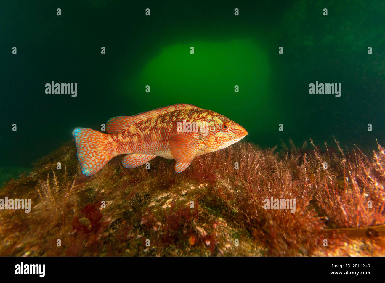 Ballan Wrasse swims around cathedral Rock, St. Abbs, Scotland. UK Stock ...