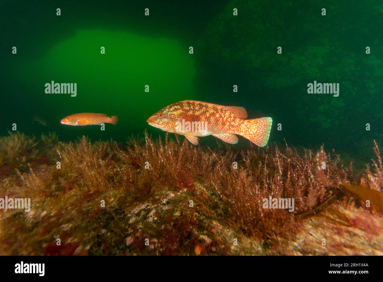 Ballan Wrasse swims around cathedral Rock, St. Abbs, Scotland. UK Stock ...