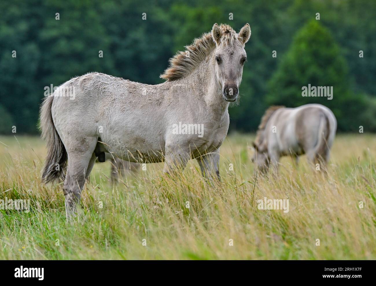 PRODUCTION - 07 August 2023, Brandenburg, Liebenthal: On a large ...