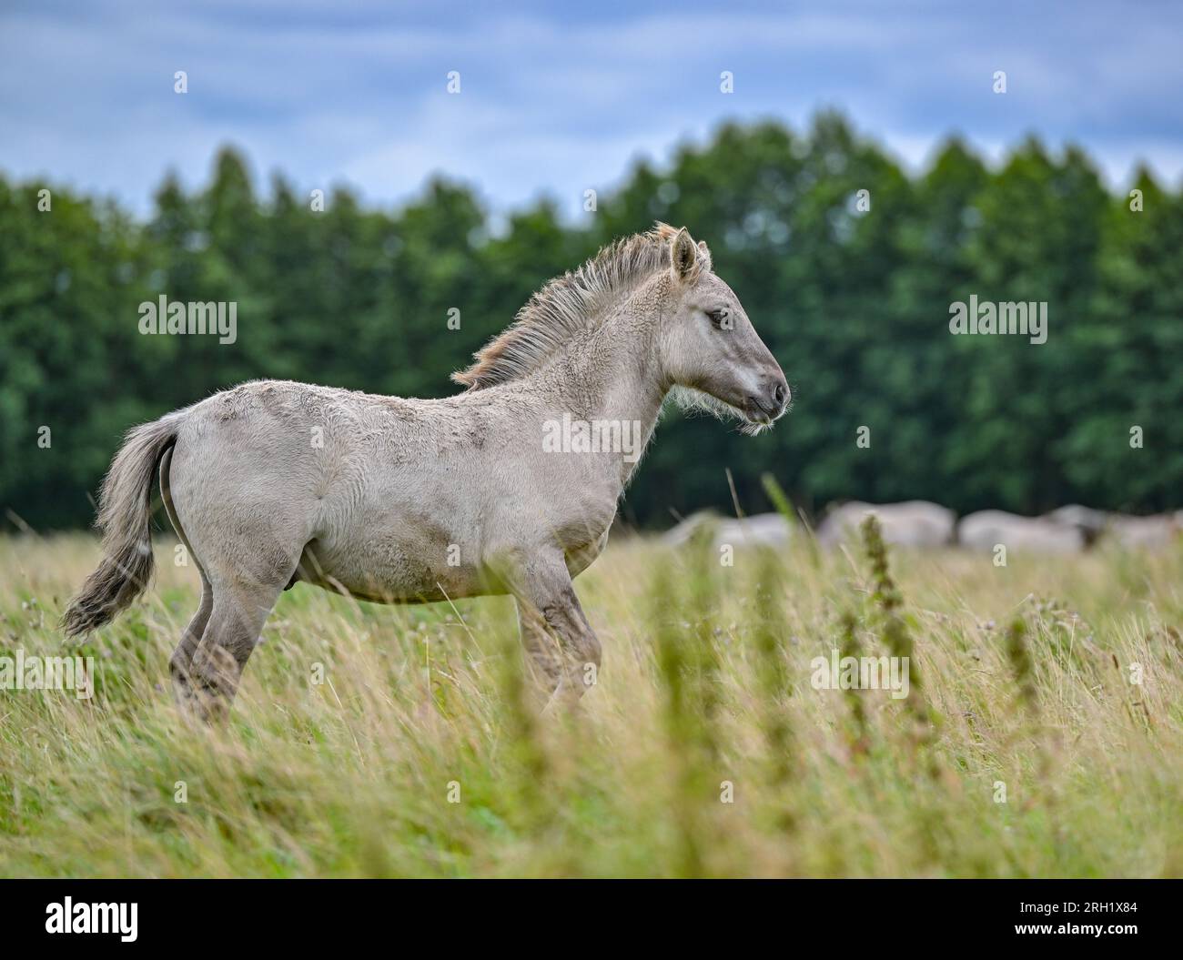PRODUCTION - 07 August 2023, Brandenburg, Liebenthal: On a large ...