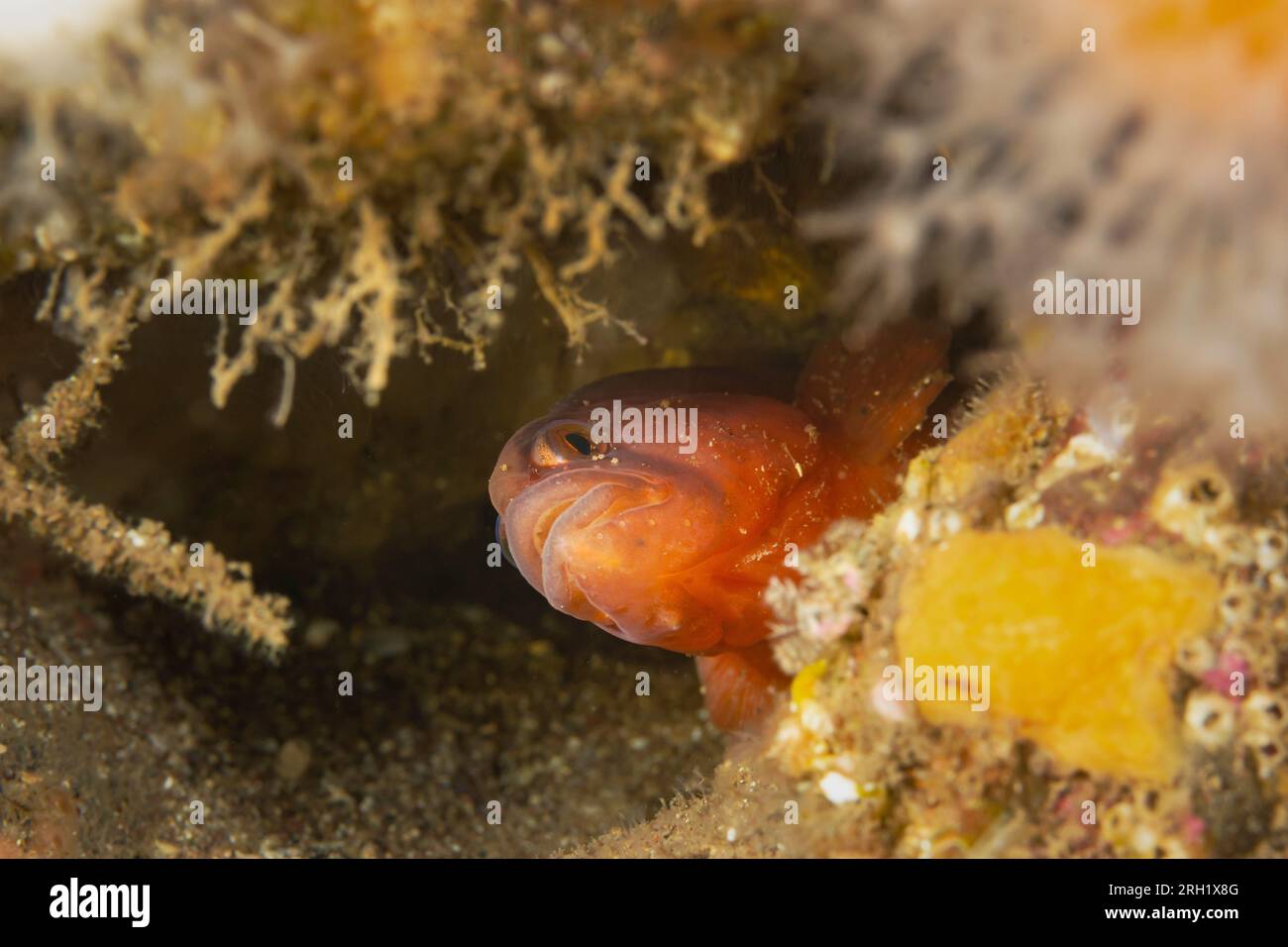 Butterfish hi-res stock photography and images - Alamy