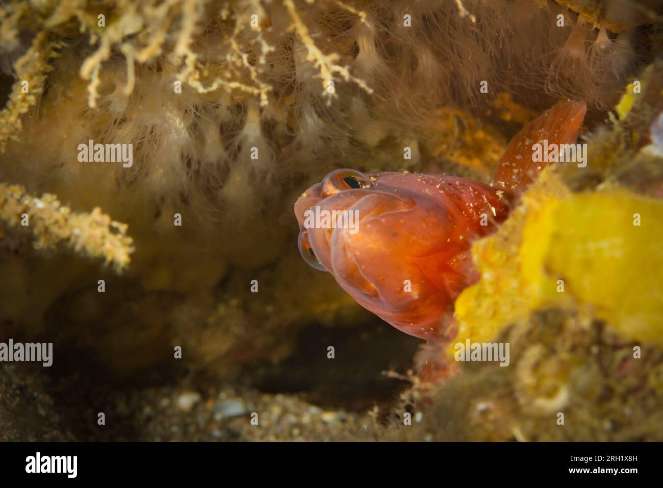 Gunnel fish hi-res stock photography and images - Alamy
