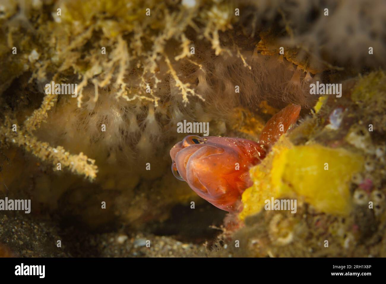 Gunnel fish hi-res stock photography and images - Alamy