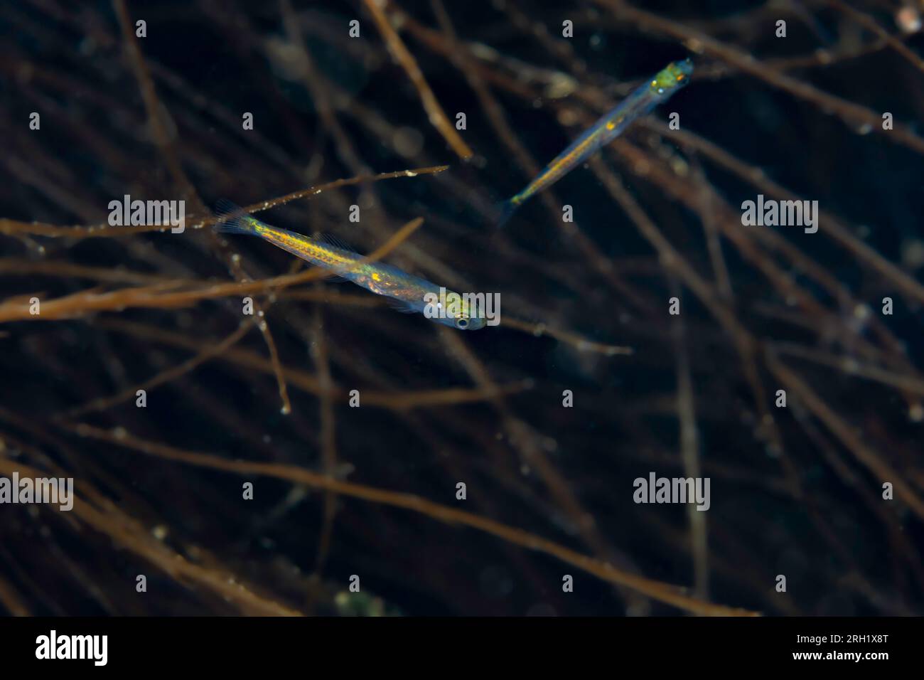 Small fish underwater uk hi-res stock photography and images - Alamy