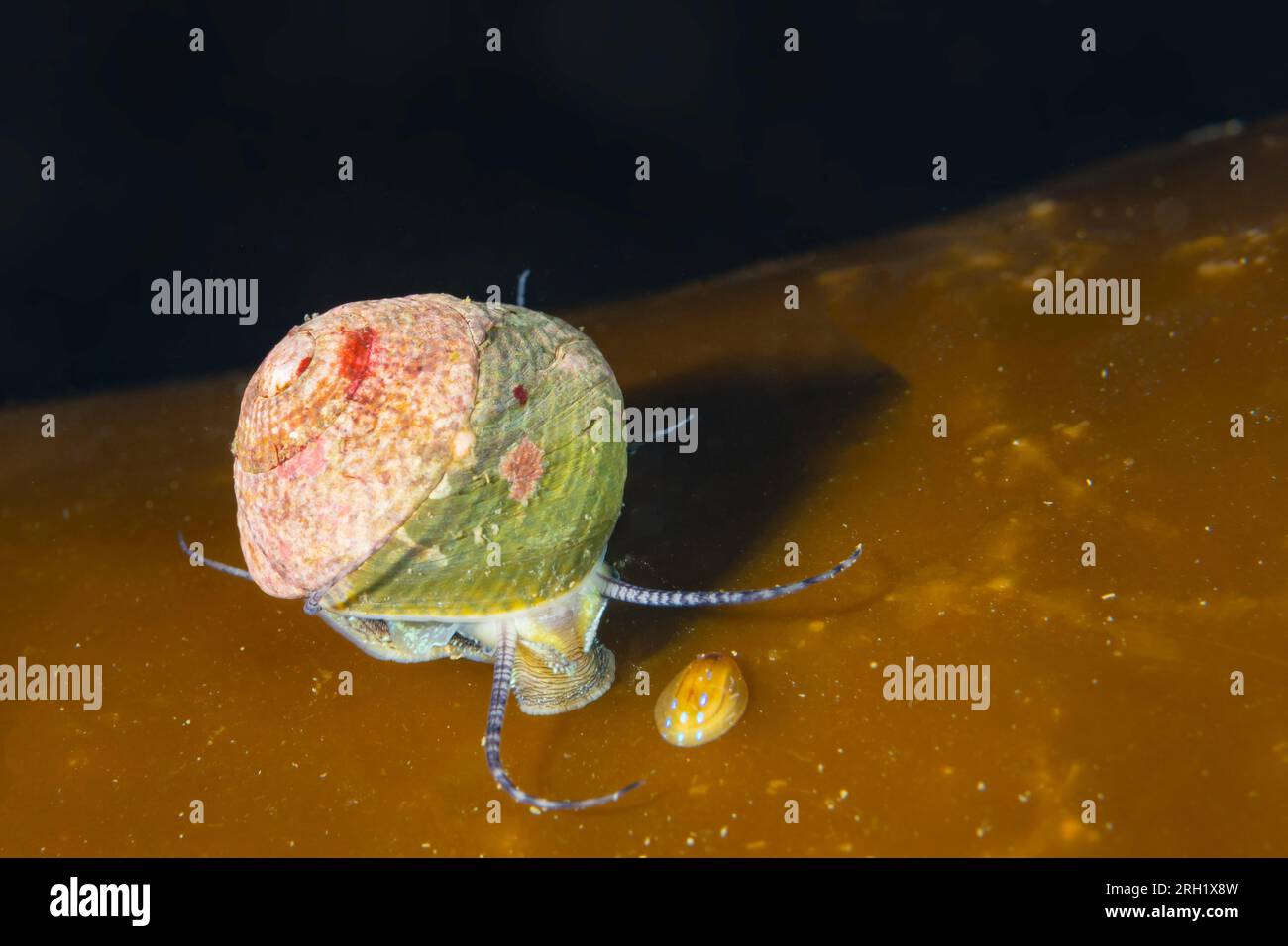 Topshell hi-res stock photography and images - Alamy