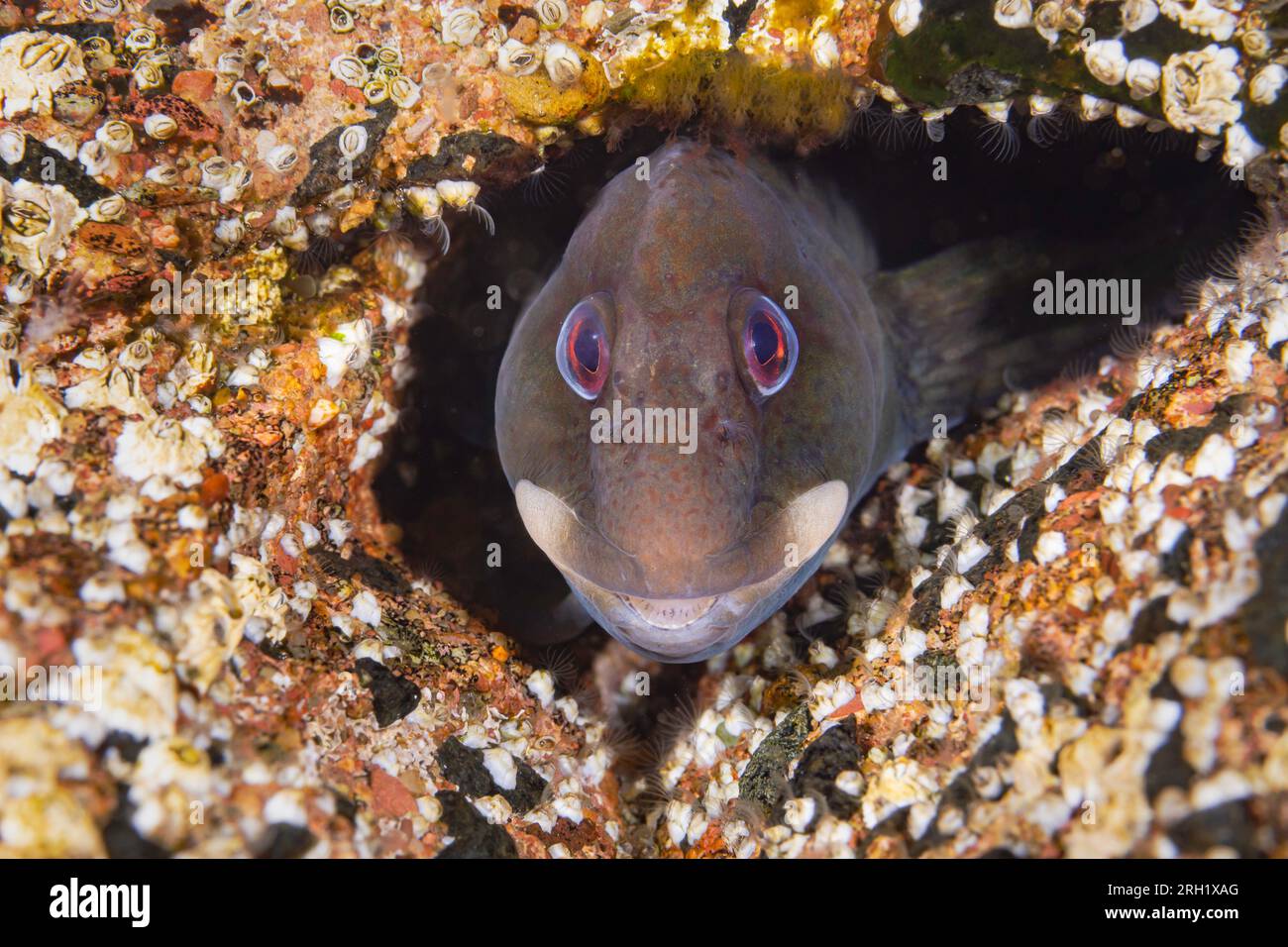 Shanny fish uk hi-res stock photography and images - Alamy